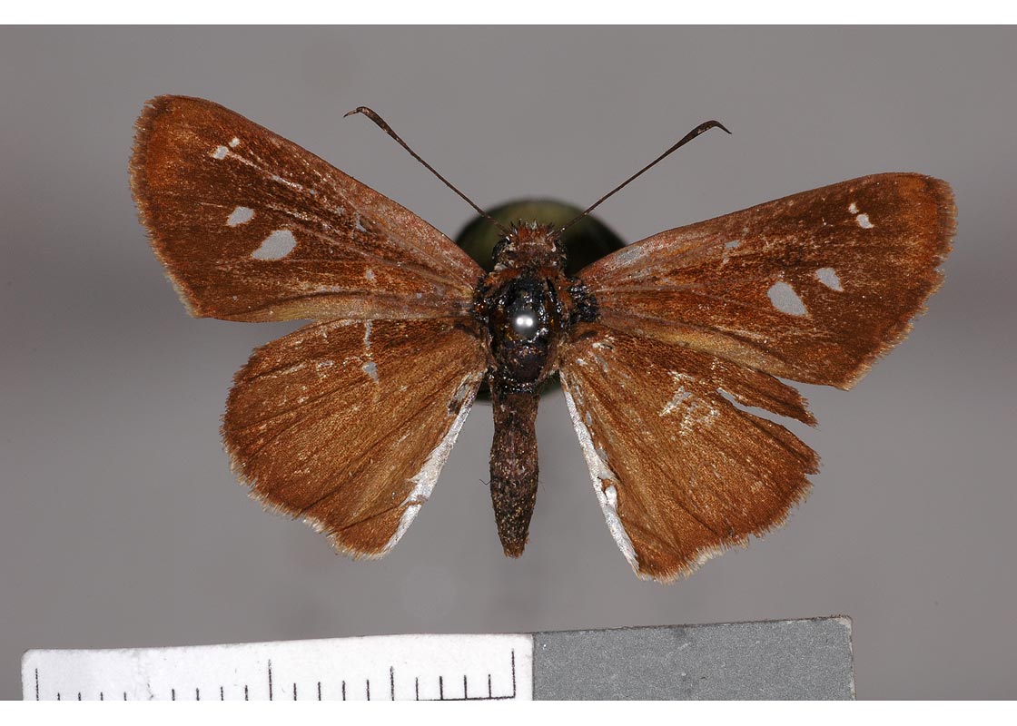 Corra coryna catargyra (pinned specimens)